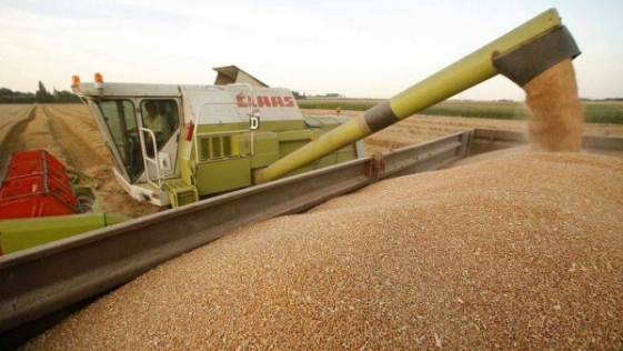 Un transport de grâu românesc pentru Egipt - Agroteca