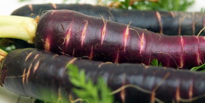 Morcovul, cultivat din vremuri stravechi