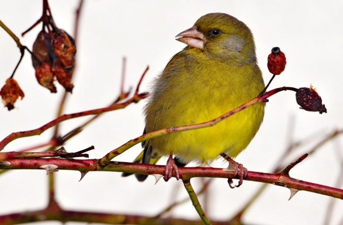 8 sfaturi despre cum putem ajuta animalele pe timp de iarnă