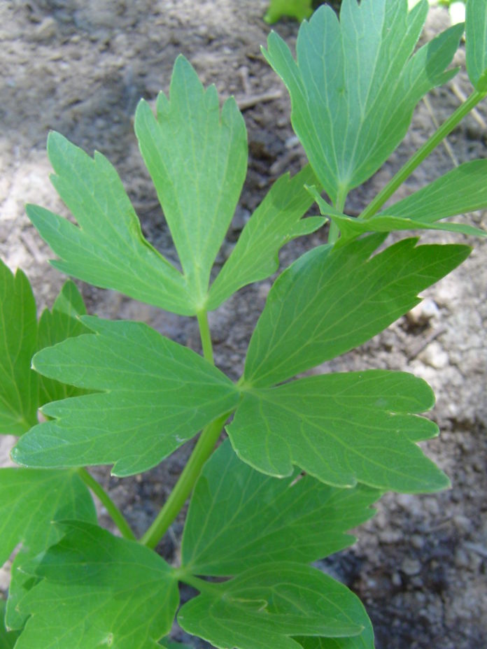 Leuşteanul - beneficiile unei plante magice care aduce noroc
