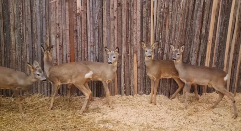 Șapte pui de căprioară vor fi eliberați în pădurile din Vrancea - Agroteca