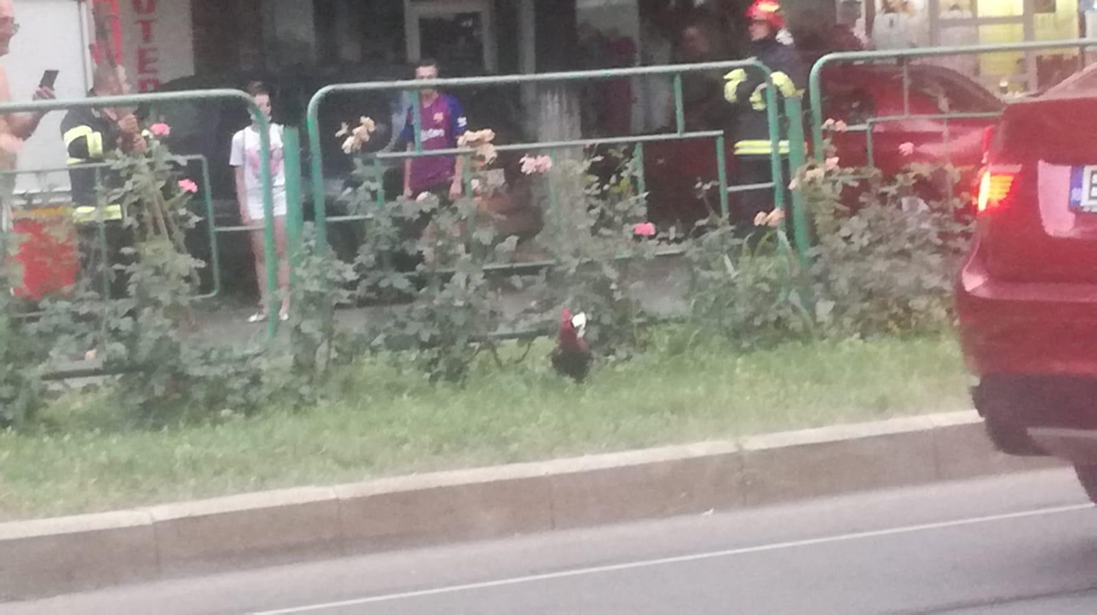 Cocoșul în căutarea punguței cu doi bani - Agroteca