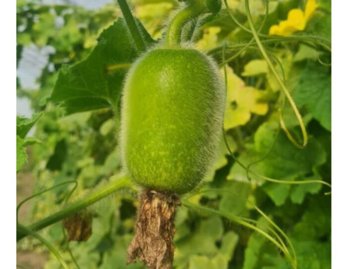 Pepenele de iarnă sau de ceară de doar 3 centimetri la Banca de Resurse ...