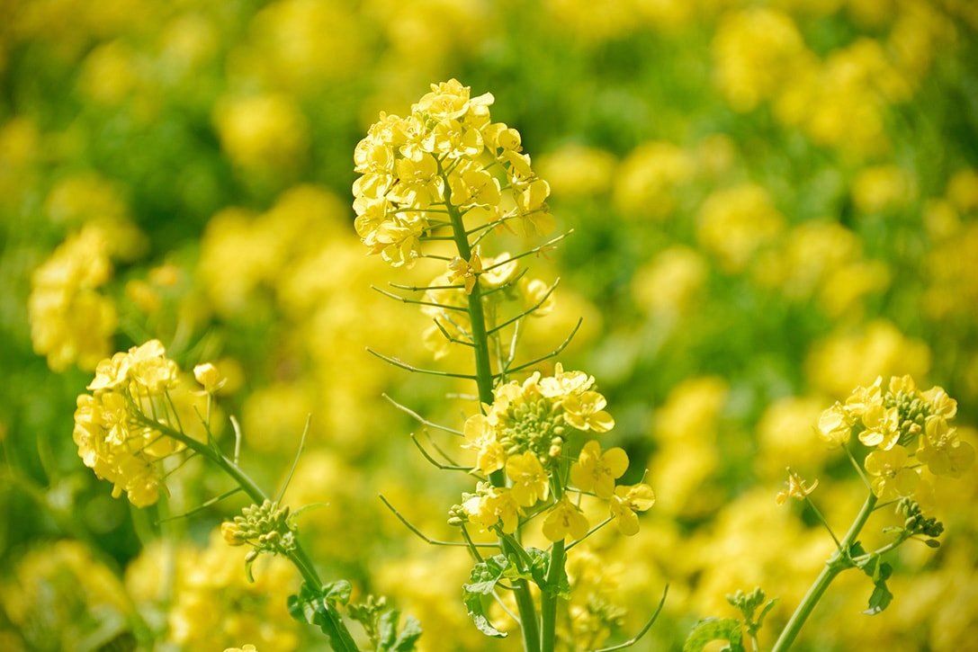 Muștarul alb: ingredient în mâncare și beneficii medicinale. Cum se ...