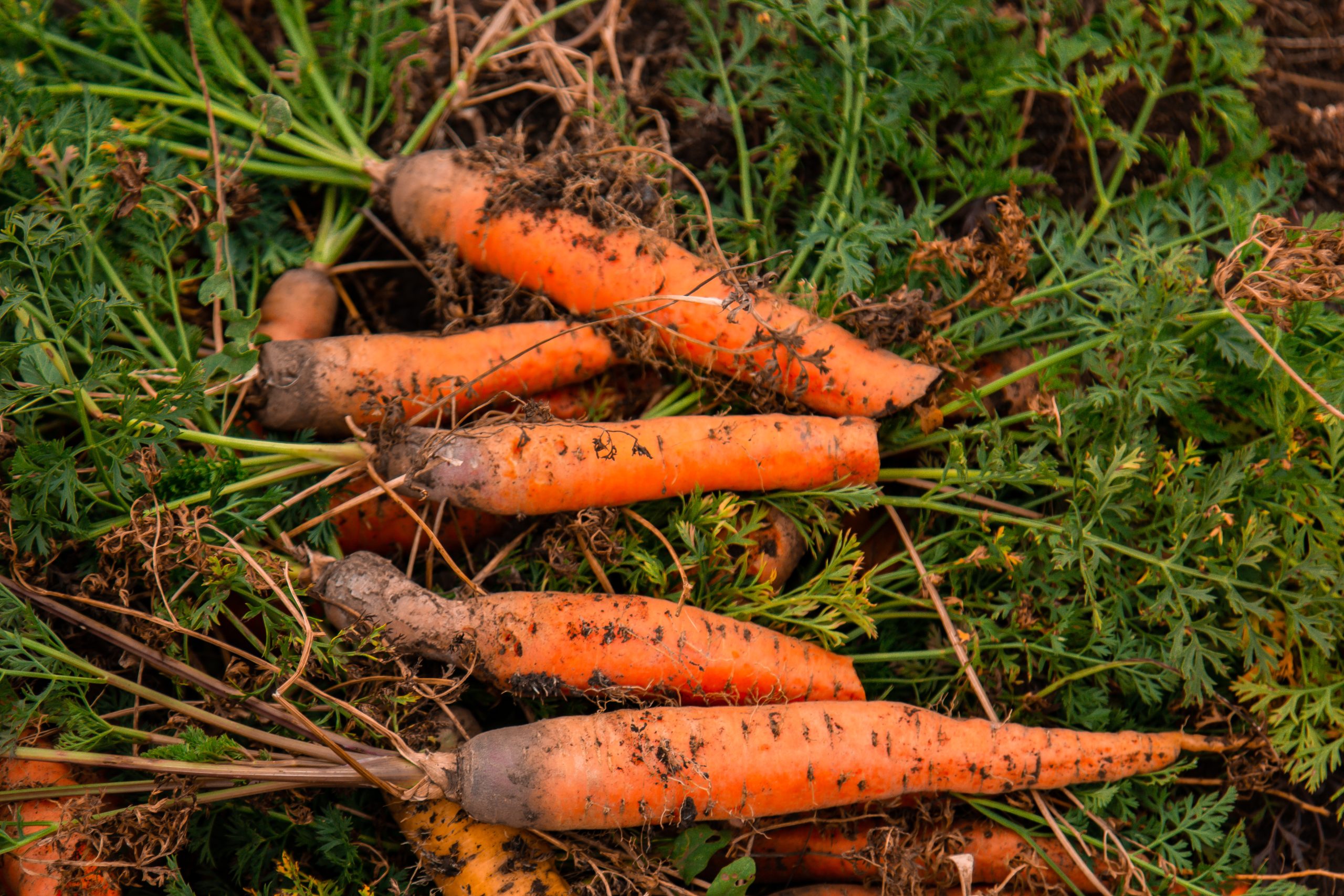 Când și cum se culeg morcovii pentru o recoltă sănătoasă și gustoasă ...